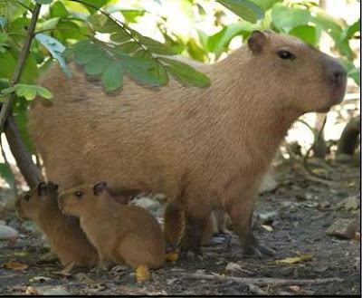 fauna y flora: El Chigüiro un animal exótico de nuestra region